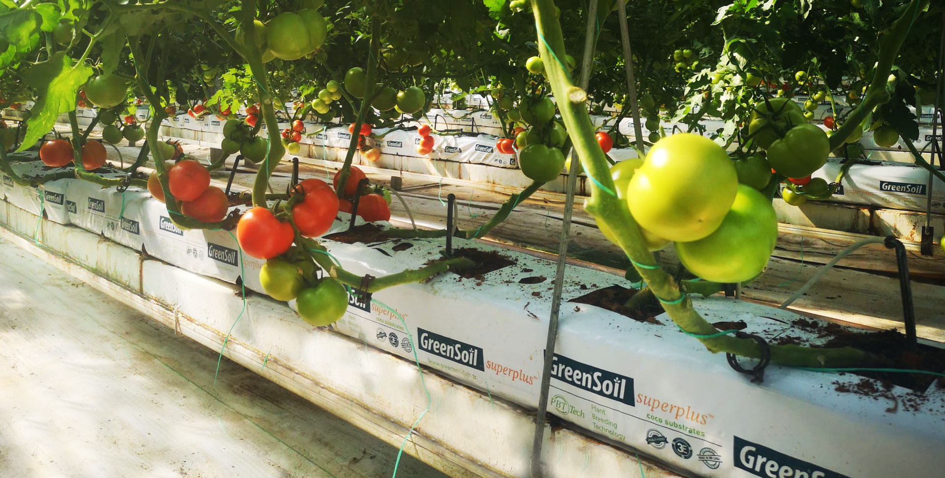 GreenSoil Consept, GreenSoil Türkiye Cocopeat